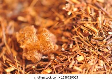 Macro Texture Natural Condiments Stock Photo 1539729005 | Shutterstock