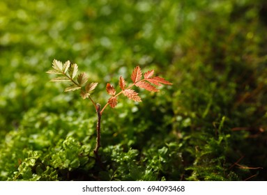 148 Rowan seedling Images, Stock Photos & Vectors | Shutterstock
