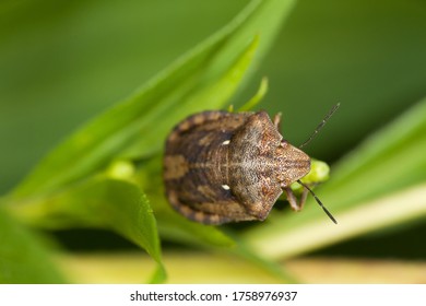 146 Tortoise shield bug Images, Stock Photos & Vectors | Shutterstock