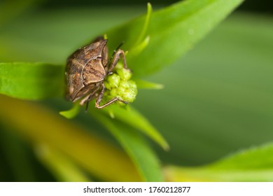 146 Tortoise shield bug Images, Stock Photos & Vectors | Shutterstock