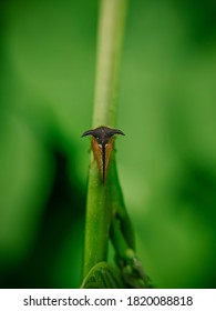 312 Horned treehopper Images, Stock Photos & Vectors | Shutterstock