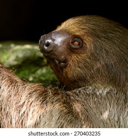 Macro Two Toed Sloth Head Stock Photo 270403235 | Shutterstock