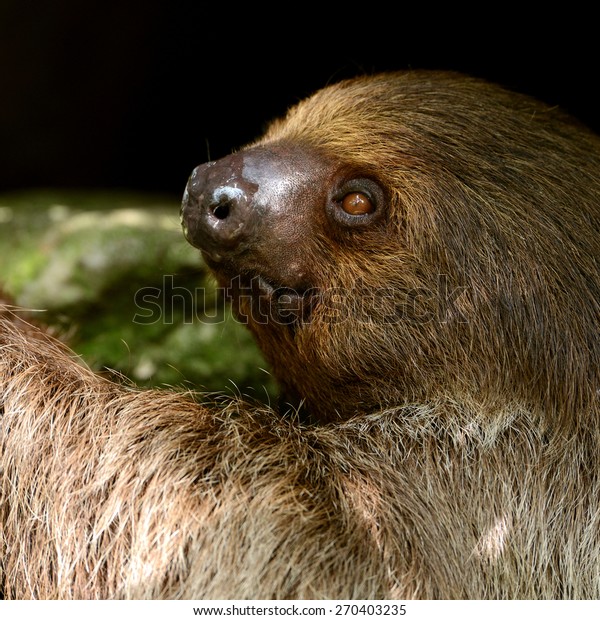 Macro Two Toed Sloth Head Stock Photo 270403235 | Shutterstock