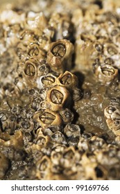 Chthamalus Images, Stock Photos & Vectors | Shutterstock