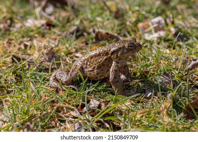 12,979 Toad in grass Images, Stock Photos & Vectors | Shutterstock