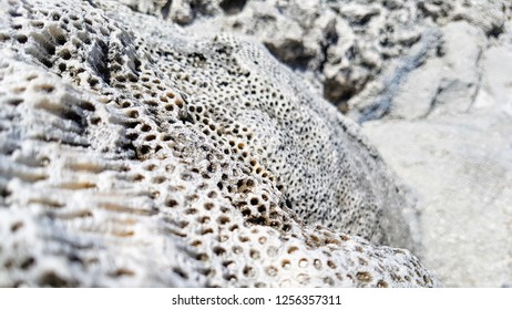 671 Sea Sponge Structure Images, Stock Photos & Vectors | Shutterstock