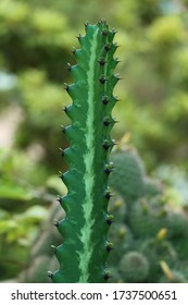 484 Pillar cactus Images, Stock Photos & Vectors | Shutterstock