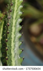 484 Pillar cactus Images, Stock Photos & Vectors | Shutterstock
