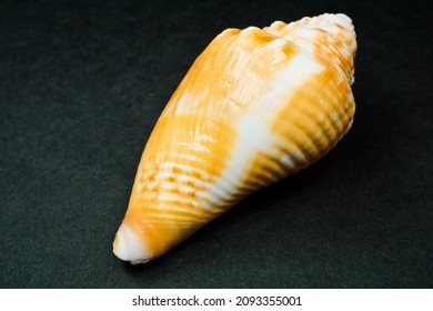 Macro View Shell Florida Fighting Conch Stock Photo 2093355001 ...