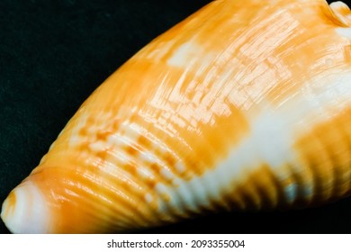 Macro View Shell Florida Fighting Conch Stock Photo 2093355004 ...