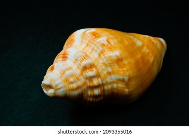 57 Strombus alatus Images, Stock Photos & Vectors | Shutterstock