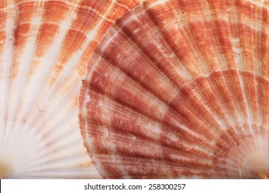 Macro View Two Seashells Layered Stock Photo 258300257 | Shutterstock