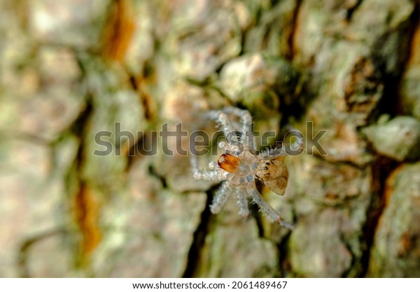 Macro Wolf Spider Leftover Exoskeleton After Stock Photo 2061489467 ...