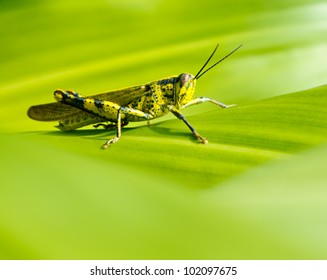 Macro Yellow Grasshopper Stock Photo 102097675 | Shutterstock