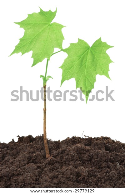 Macro Young Maple Tree Seedling Isolated Stock Photo 29779129 ...