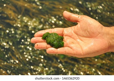 Macroalgae Algae Pollution Algae Hand Stock Photo 1465362920 | Shutterstock