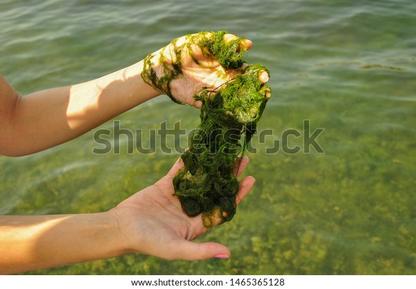 Macroalgae Algae Pollution Algae Hand Filamentous Stock Photo ...