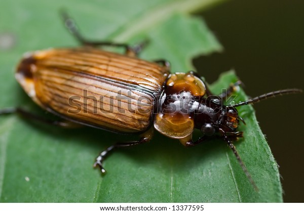 Macrocloseup Shot Beetle Stock Photo 13377595 | Shutterstock