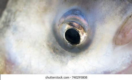 Macrofish Images, Stock Photos & Vectors | Shutterstock