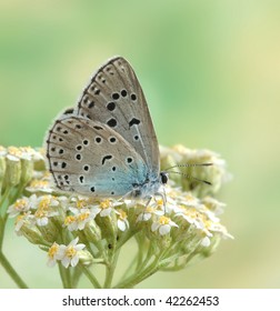 Maculinea Arion Underside Stock Photo 42262453 | Shutterstock