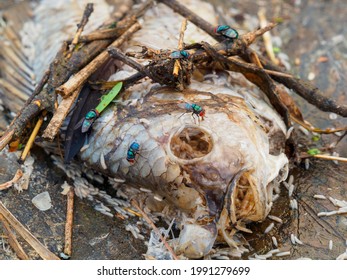 Worms corpse Images, Stock Photos & Vectors | Shutterstock