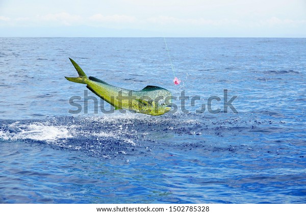 Mahi Jumping Sequence Caught Costa Rica Stock Photo 1502785328 ...