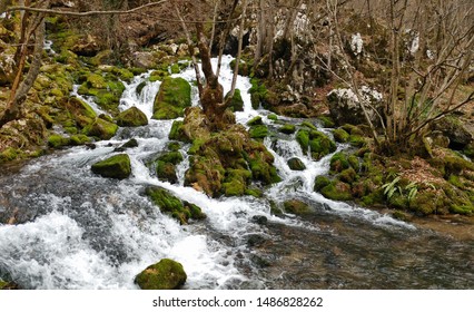197 Balkan trout Images, Stock Photos & Vectors | Shutterstock