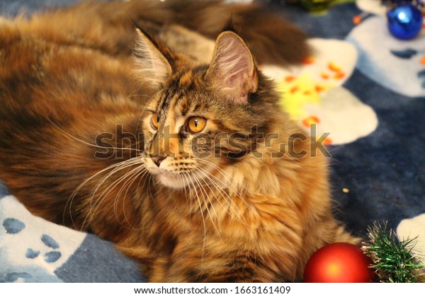 Maine Coon Tortoiseshell Color Posing On Stock Photo 1663161409 ...