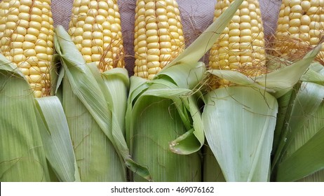 Maize Stock Photo 469076162 | Shutterstock