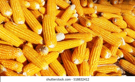 Maize Stock Photo 518832412 | Shutterstock