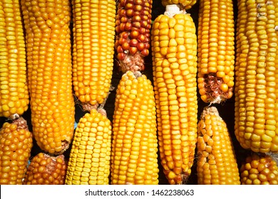 Maize Corn Stack Closeup Corn Textured Stock Photo 1462238063 ...