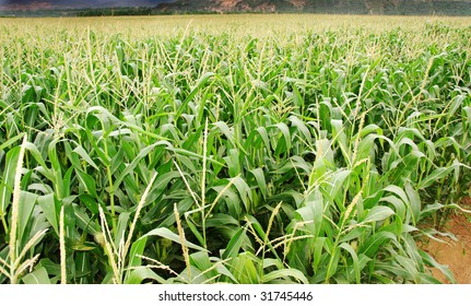 Combine Harvesting Maize Stock Photo 28654255 | Shutterstock