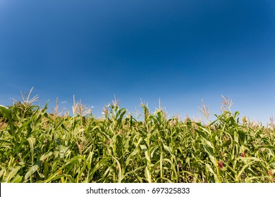 Maize Field Stock Photo 697325833 | Shutterstock