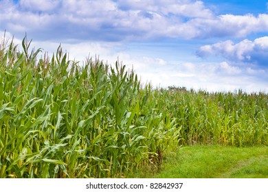 Maize Field Stock Photo 82842937 | Shutterstock