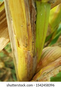 Maize Fruit Infested Aphids Stock Photo 1542458396 | Shutterstock