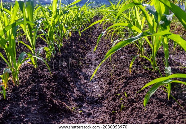Maize Indian Corn Called Corn Some Stock Photo 2030053970 | Shutterstock