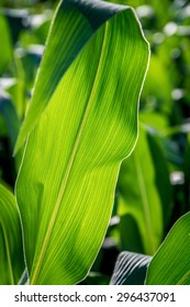 91,426 Maize leaf Stock Photos, Images & Photography | Shutterstock