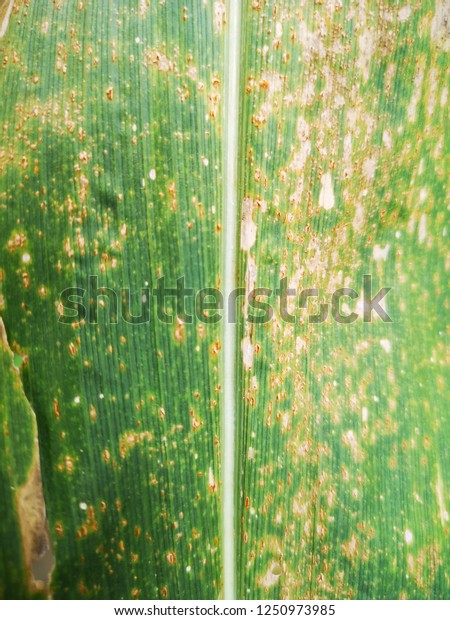 Maize Leaf Damage By Rust Disease Stock Photo (Edit Now) 1250973985