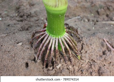 1,554 Maize root Images, Stock Photos & Vectors | Shutterstock