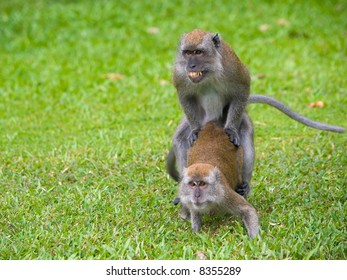 138 Monkey Copulation Images, Stock Photos & Vectors | Shutterstock