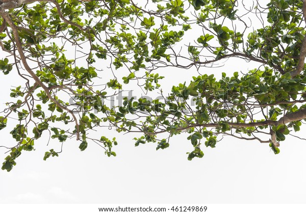 Malabar Tree Malabar Tree Green Leaf Stock Photo 461249869 | Shutterstock