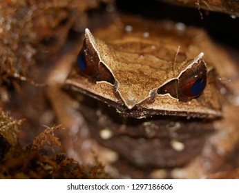 59 Satanic frog Images, Stock Photos & Vectors | Shutterstock