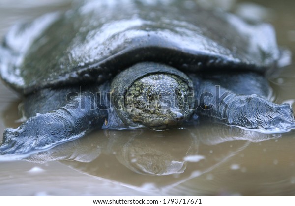 Malayan Softshell Turtle Found Brunei Indonesia Stock Photo 1793717671 ...