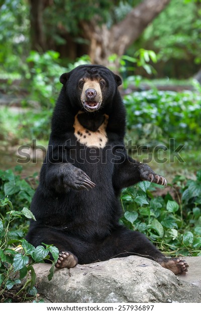 Malayan Sun Bear Forest Stock Photo 257936897 | Shutterstock