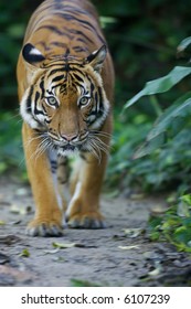 Malayan Tiger Stock Photo 6107239 | Shutterstock