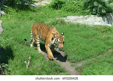 Malayan Tiger Stock Photo 693200428 | Shutterstock