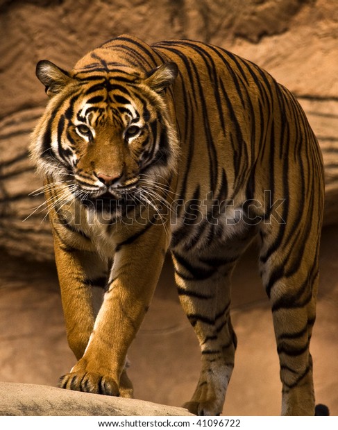 Malayan Tiger Looking Down Rock Stock Photo 41096722 | Shutterstock