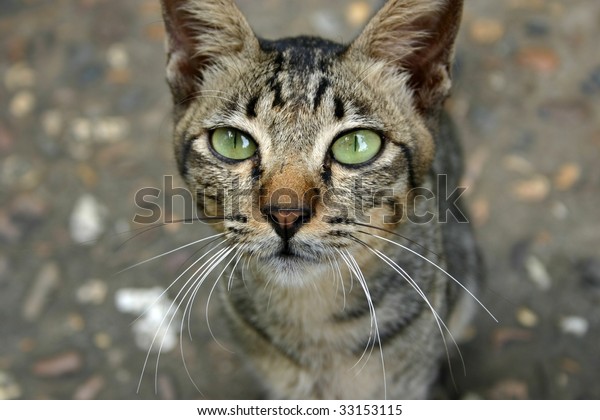 Malaysian Cat Stock Photo 33153115 | Shutterstock