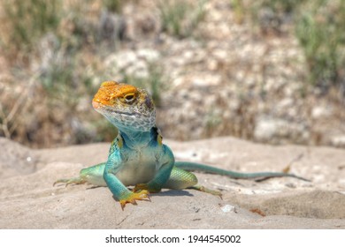 380 Blue Collared Lizard Royalty-Free Images, Stock Photos & Pictures ...