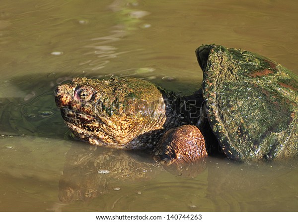 Male Snapping Turtle Stock Photo 140744263 | Shutterstock